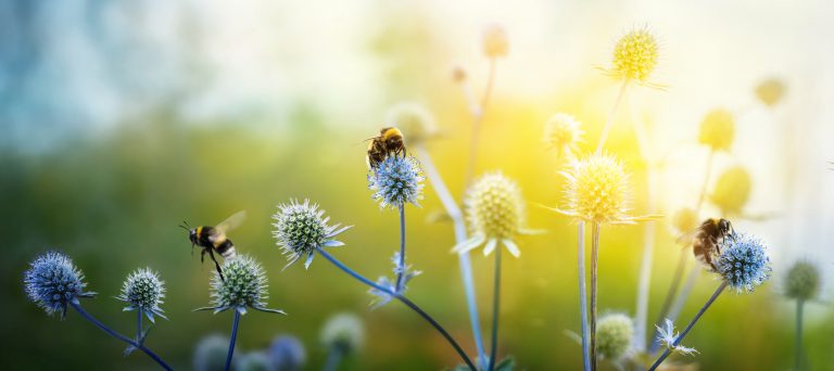 All That Buzz About Bees - Backyard Beekeeping